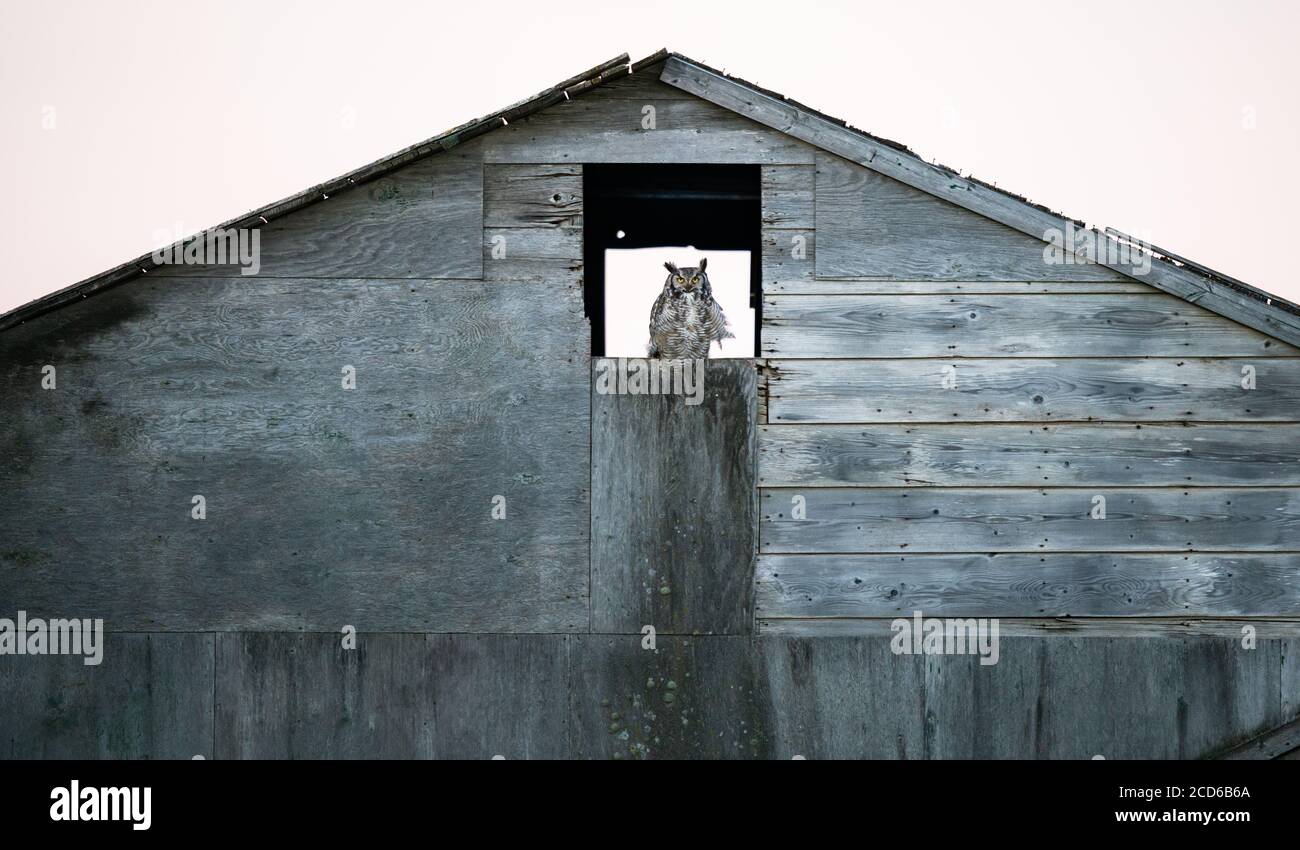 Great horned owl in a barn window Stock Photo - Alamy