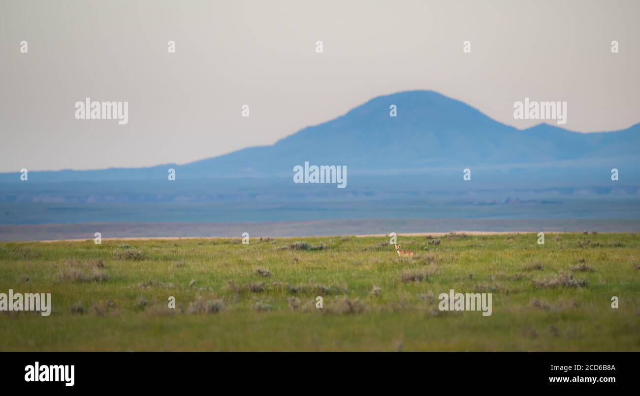Coyote in the landscape Stock Photo - Alamy