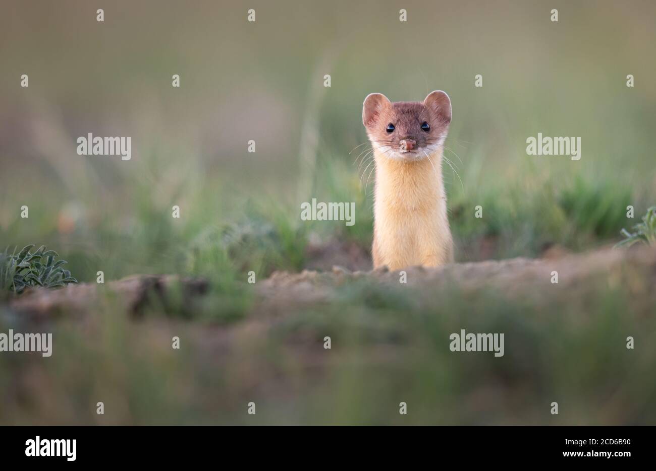 Long tailed weasel in the prairies Stock Photo - Alamy