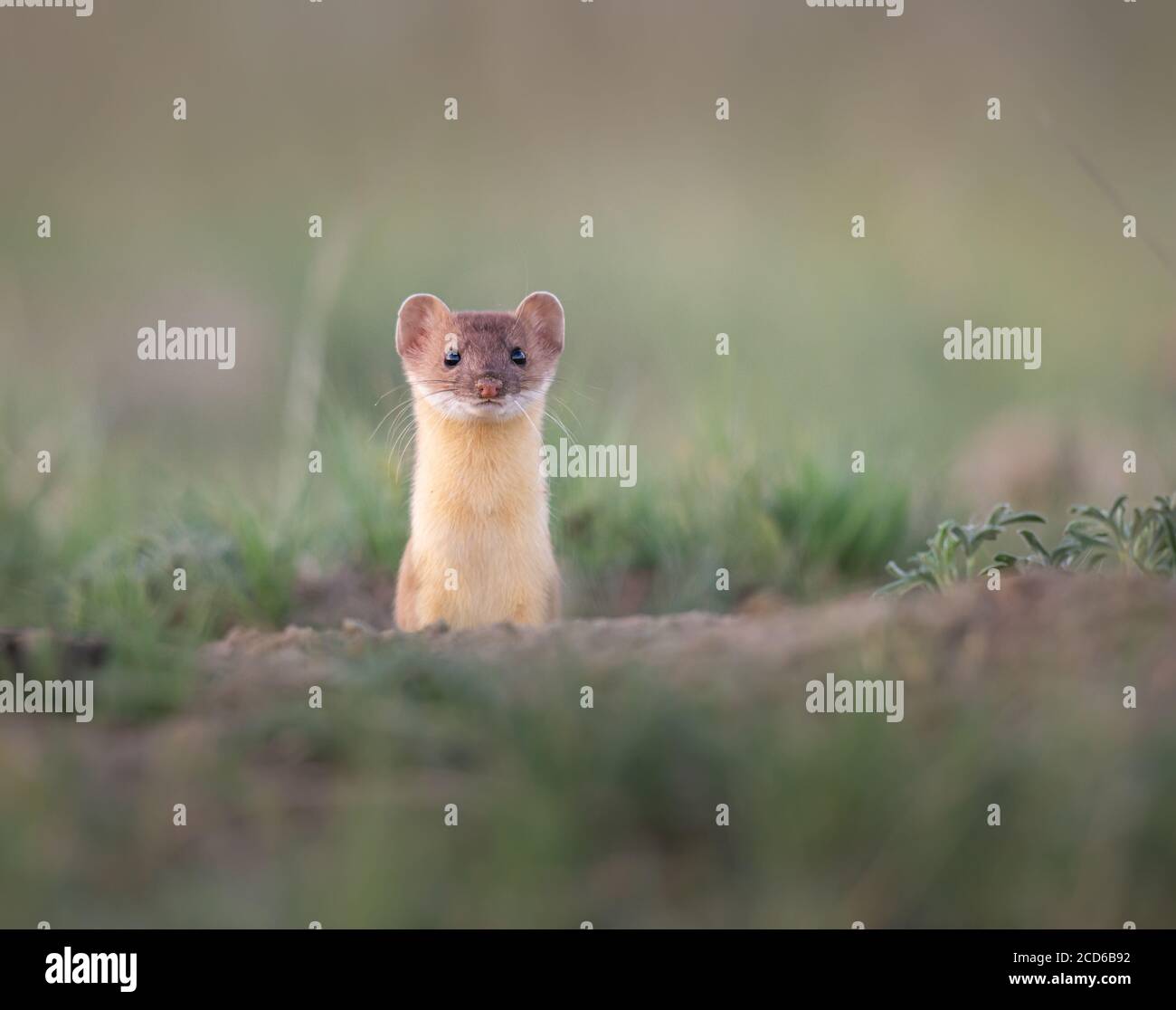 Long tailed weasel in the prairies Stock Photo - Alamy