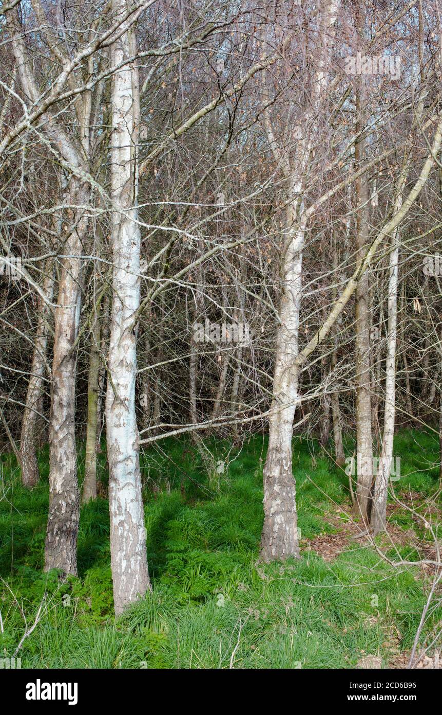 New Zealand Countryside: iconic kiwi sights: Silver Birch trees Stock ...
