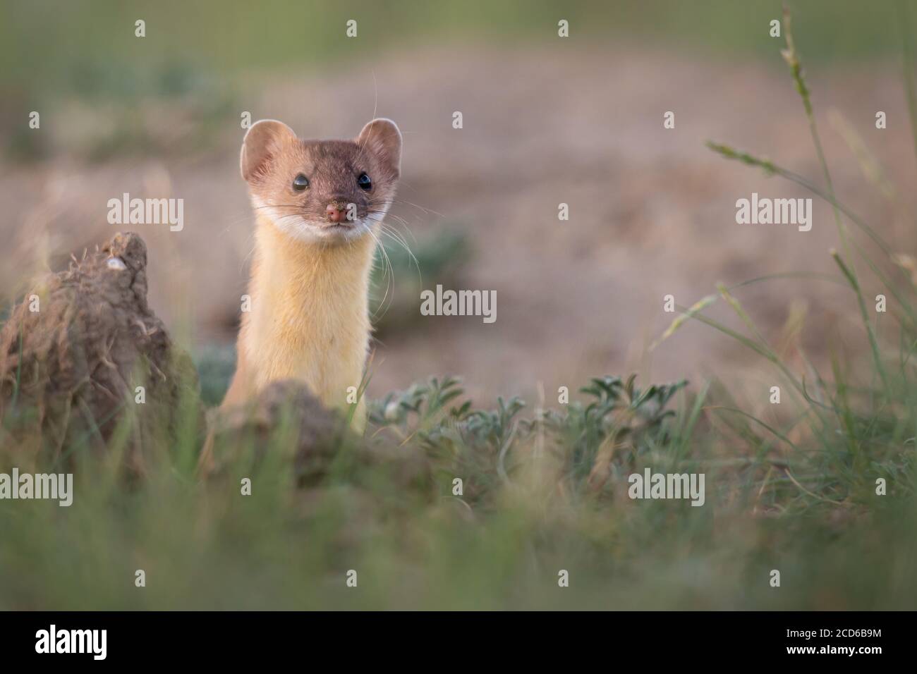 Long tailed weasel in the prairies Stock Photo - Alamy