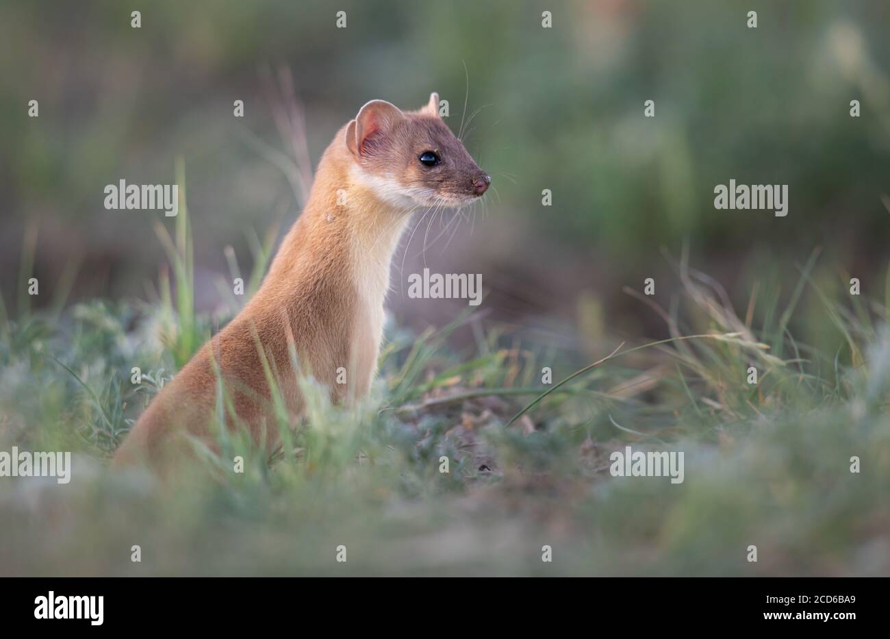 Long tailed weasel in the prairies Stock Photo - Alamy