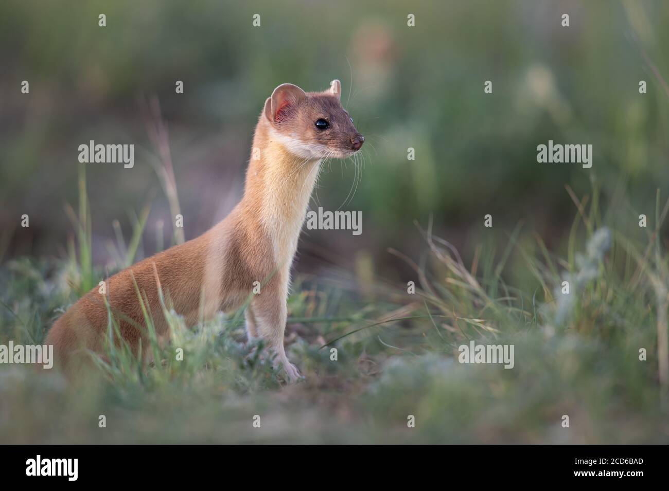 Long tailed weasel in the prairies Stock Photo - Alamy