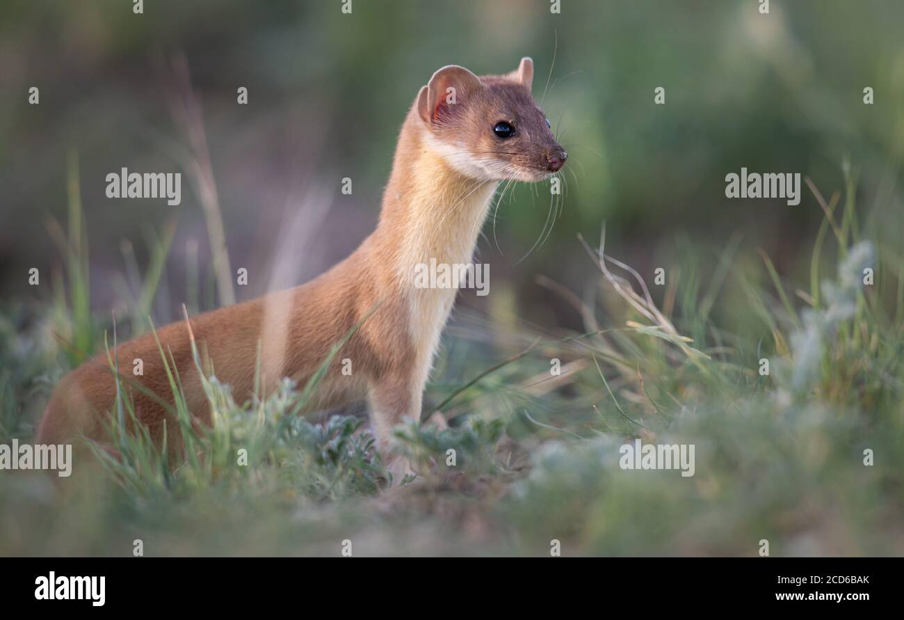 Long tailed weasel in the prairies Stock Photo - Alamy