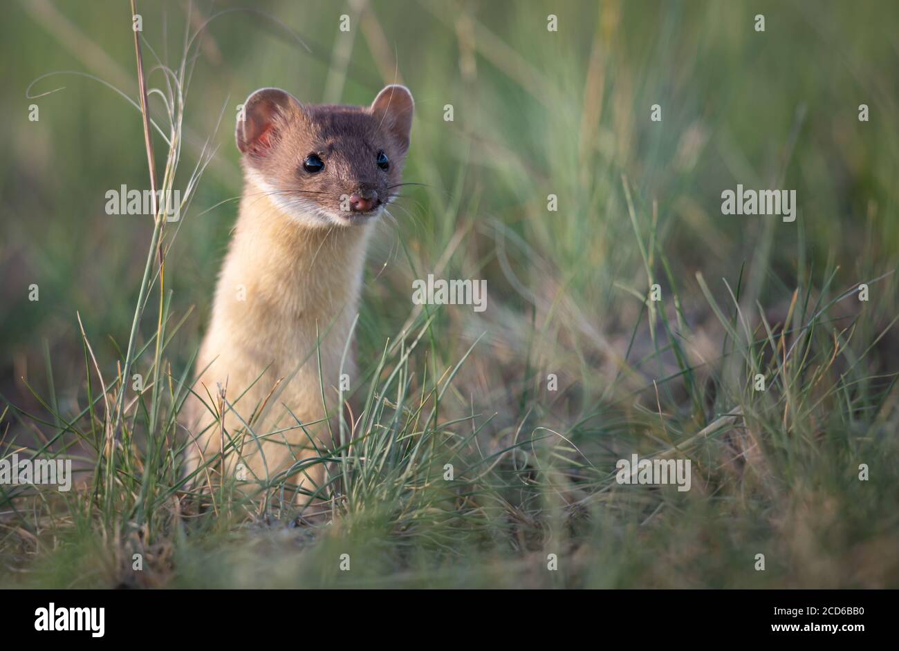 Long tailed weasel in the prairies Stock Photo - Alamy