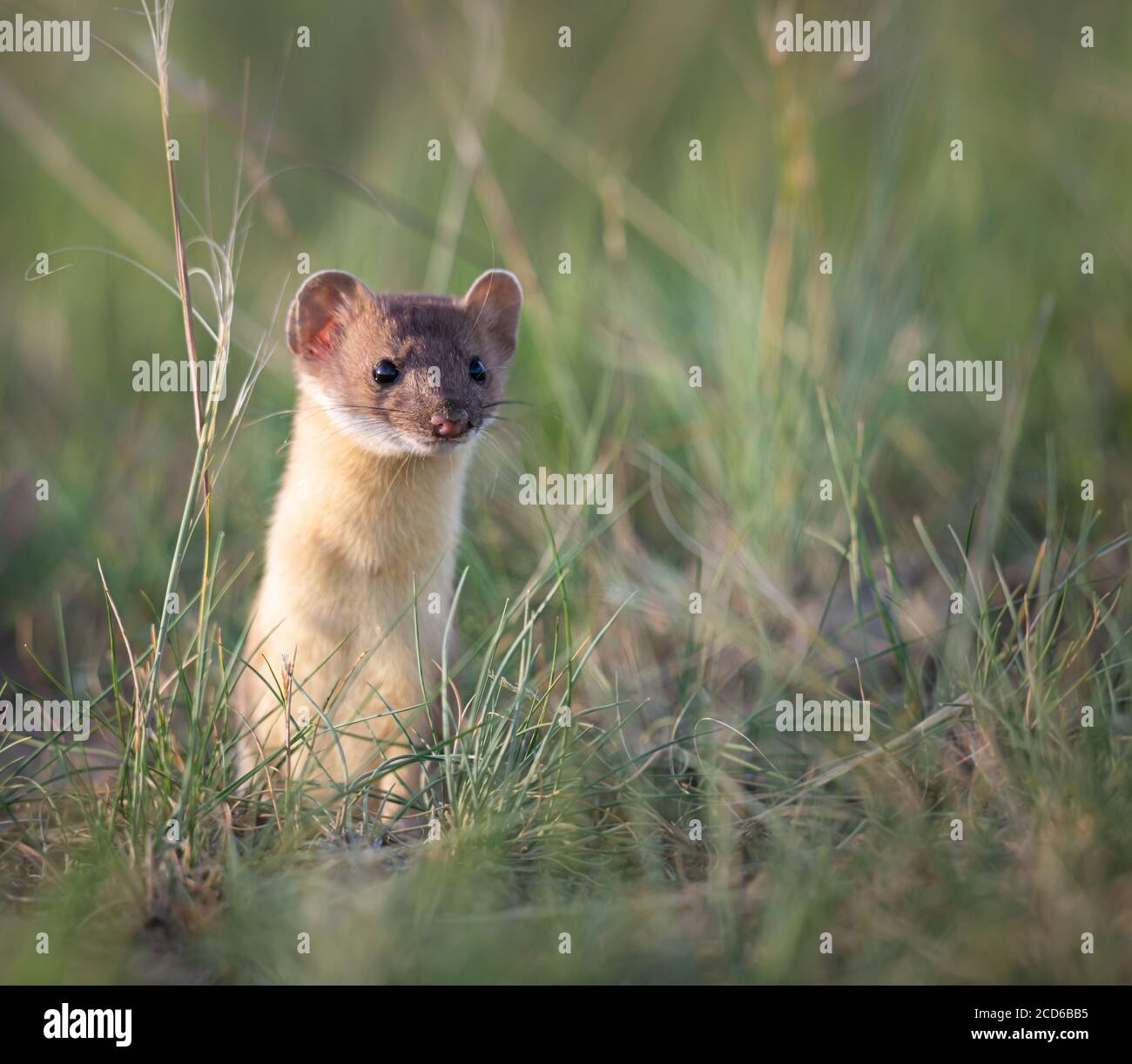 Long tailed weasel in the prairies Stock Photo - Alamy