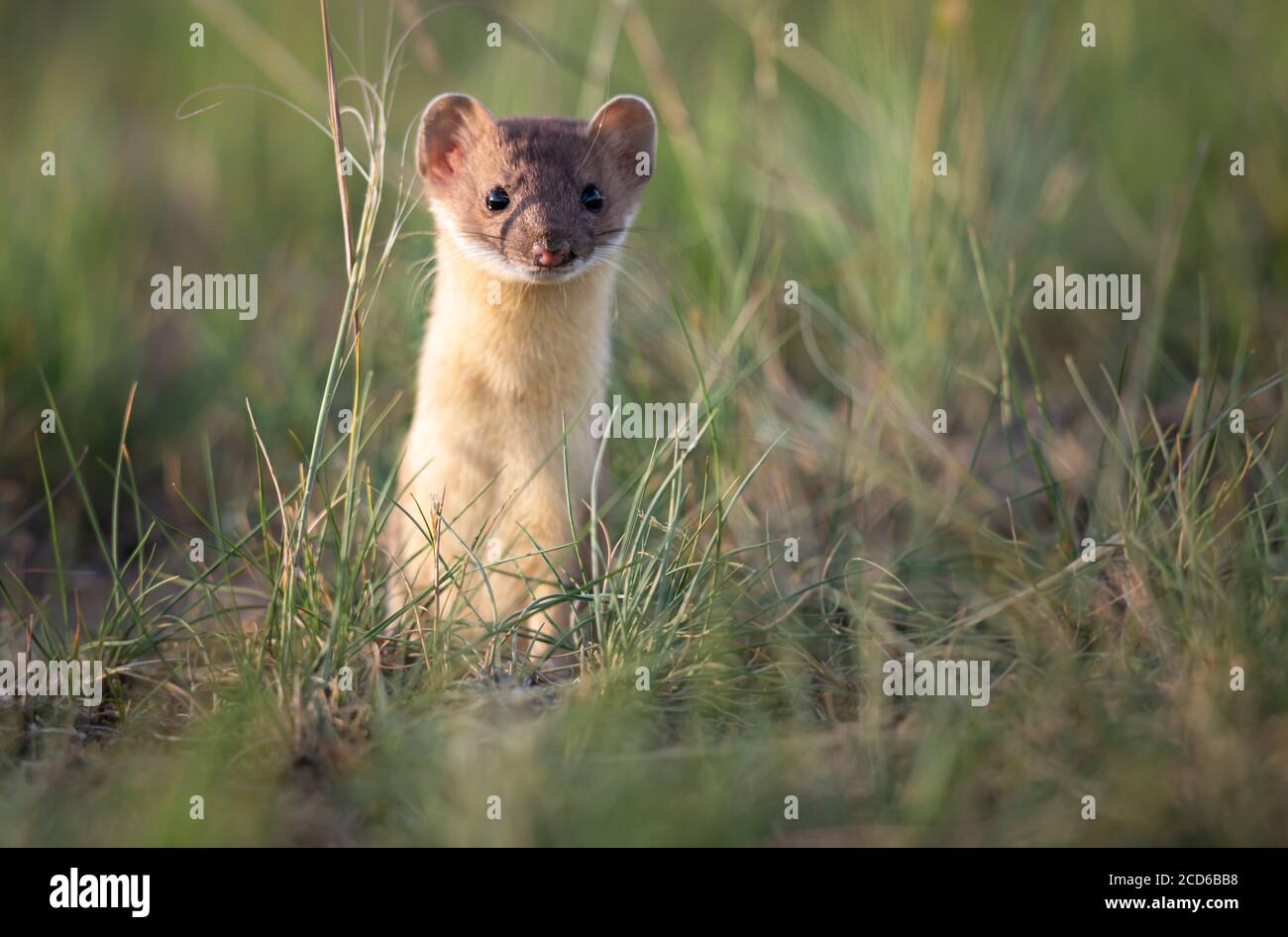 Long tailed weasel in the prairies Stock Photo - Alamy