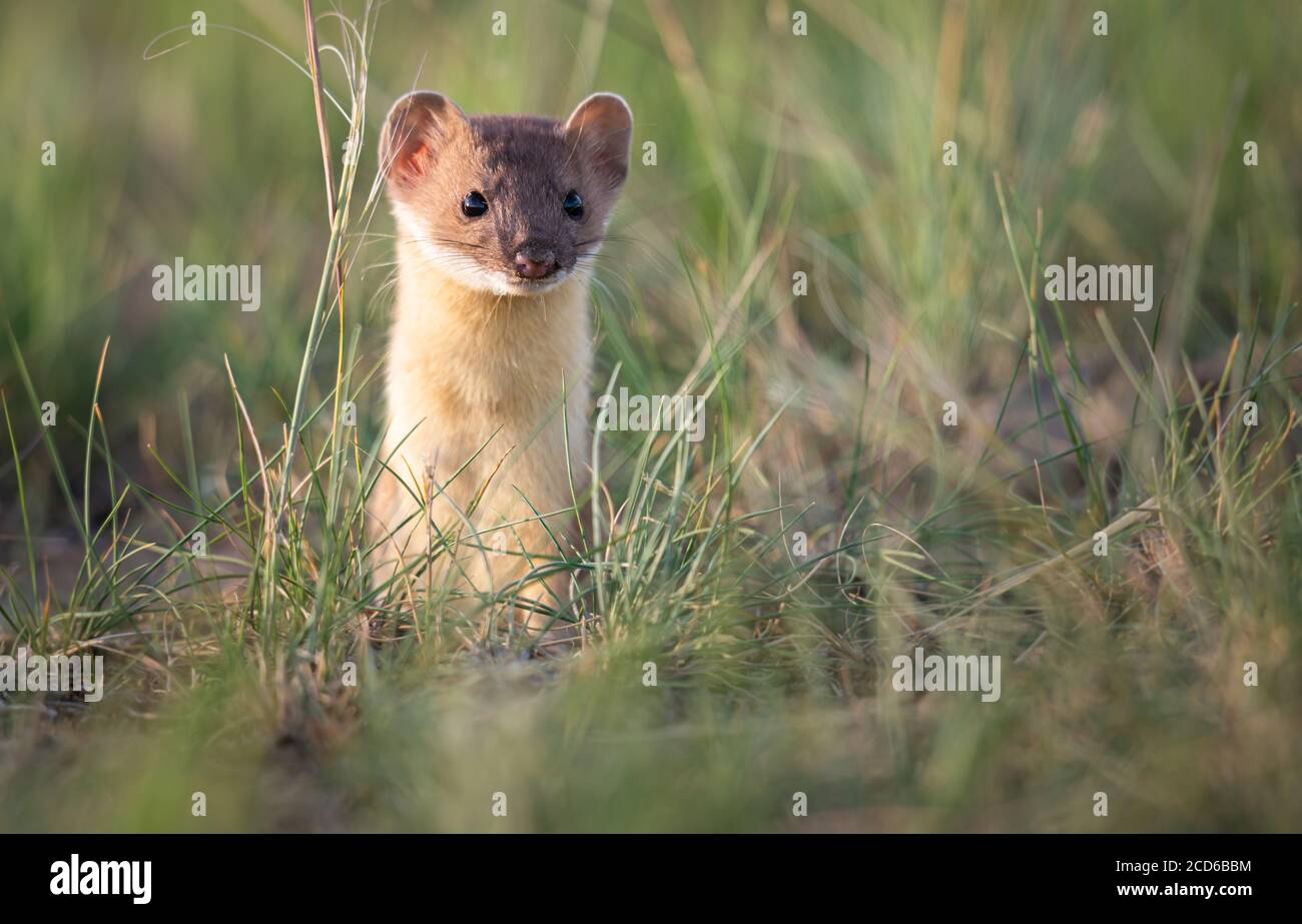 Long tailed weasel in the prairies Stock Photo - Alamy