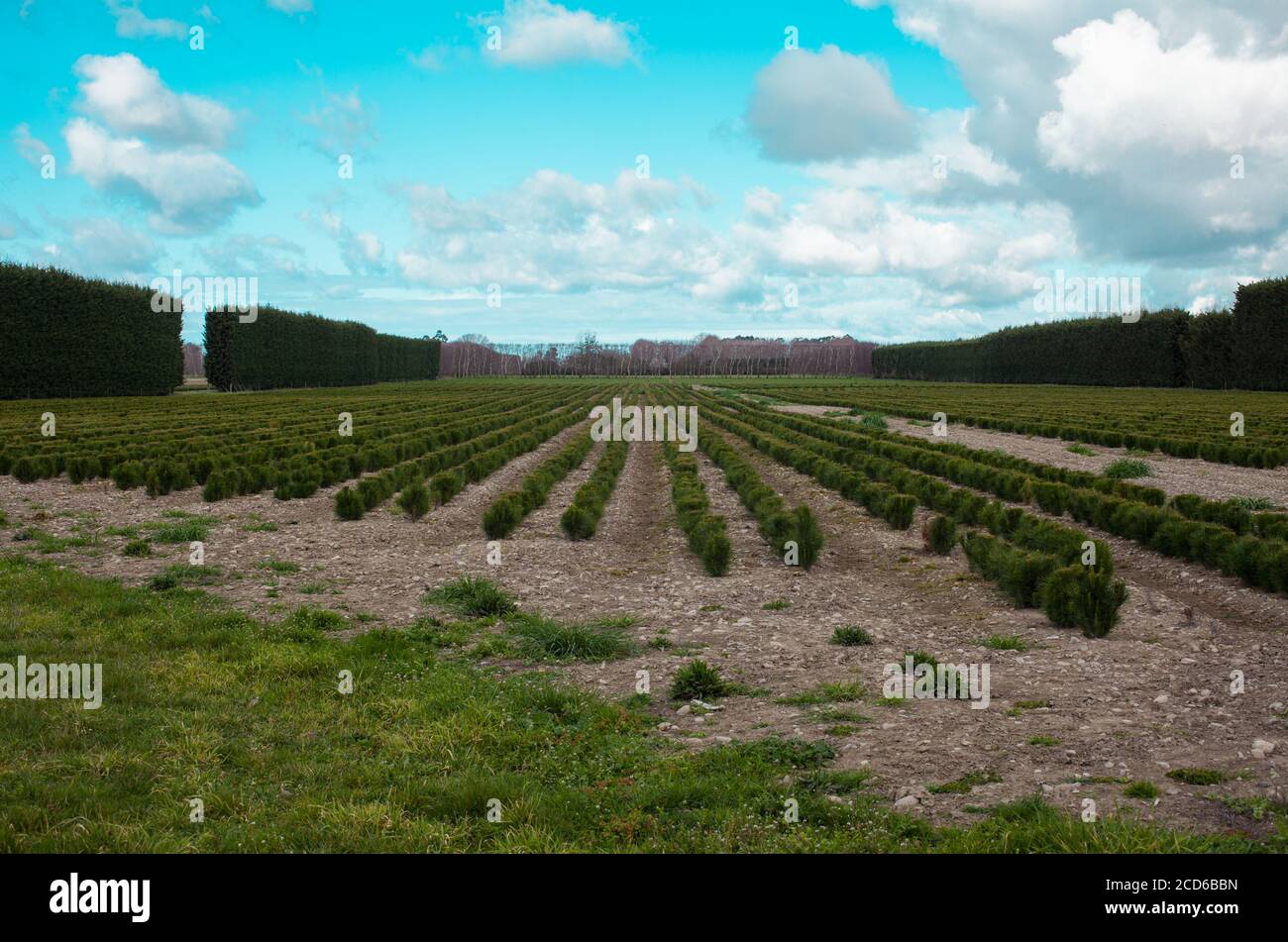 New Zealand Countryside: iconic kiwi sights: growing baby trees: tree ...