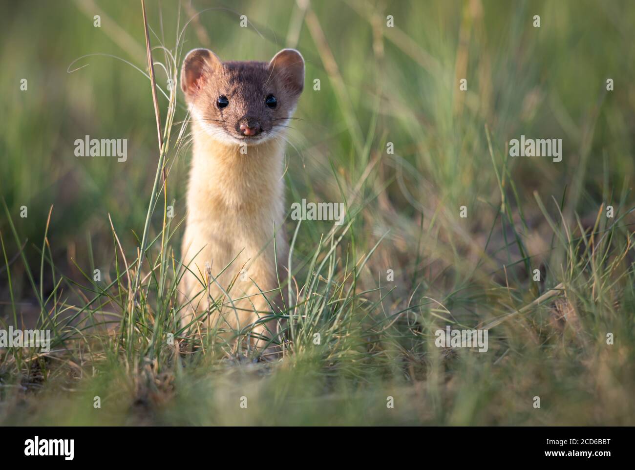 Long tailed weasel in the prairies Stock Photo - Alamy