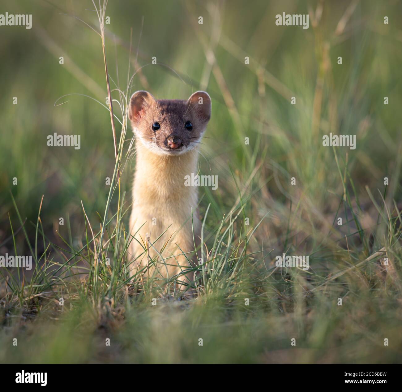 Long tailed weasel in the prairies Stock Photo - Alamy