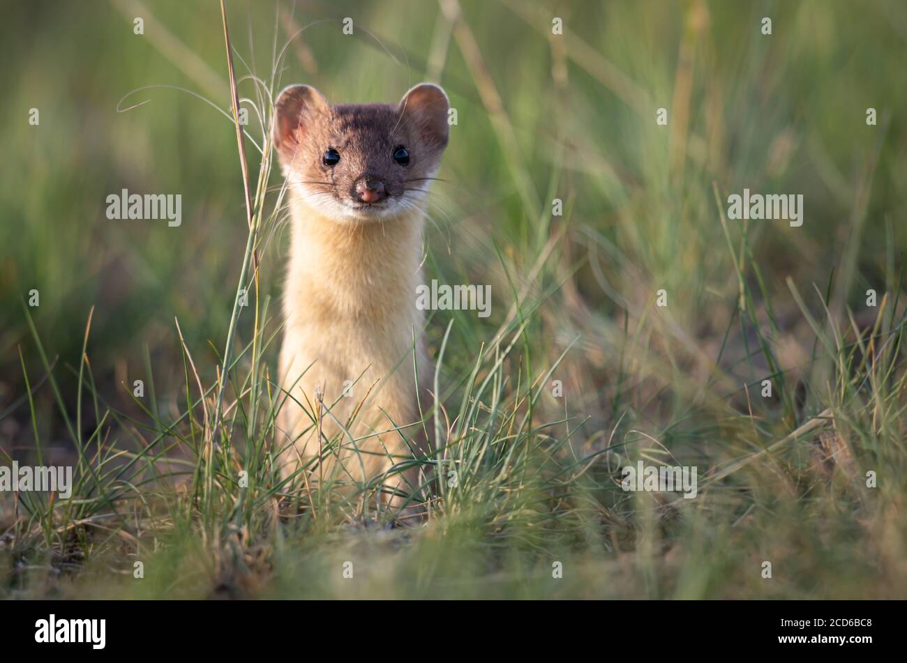 Long tailed weasel in the prairies Stock Photo - Alamy