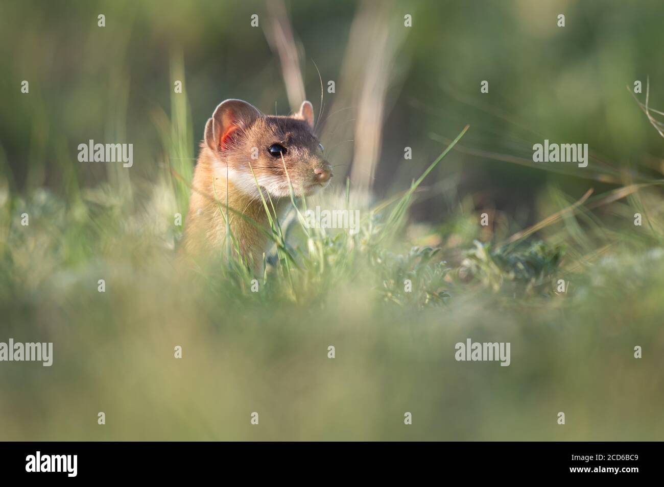Long tailed weasel in the prairies Stock Photo - Alamy