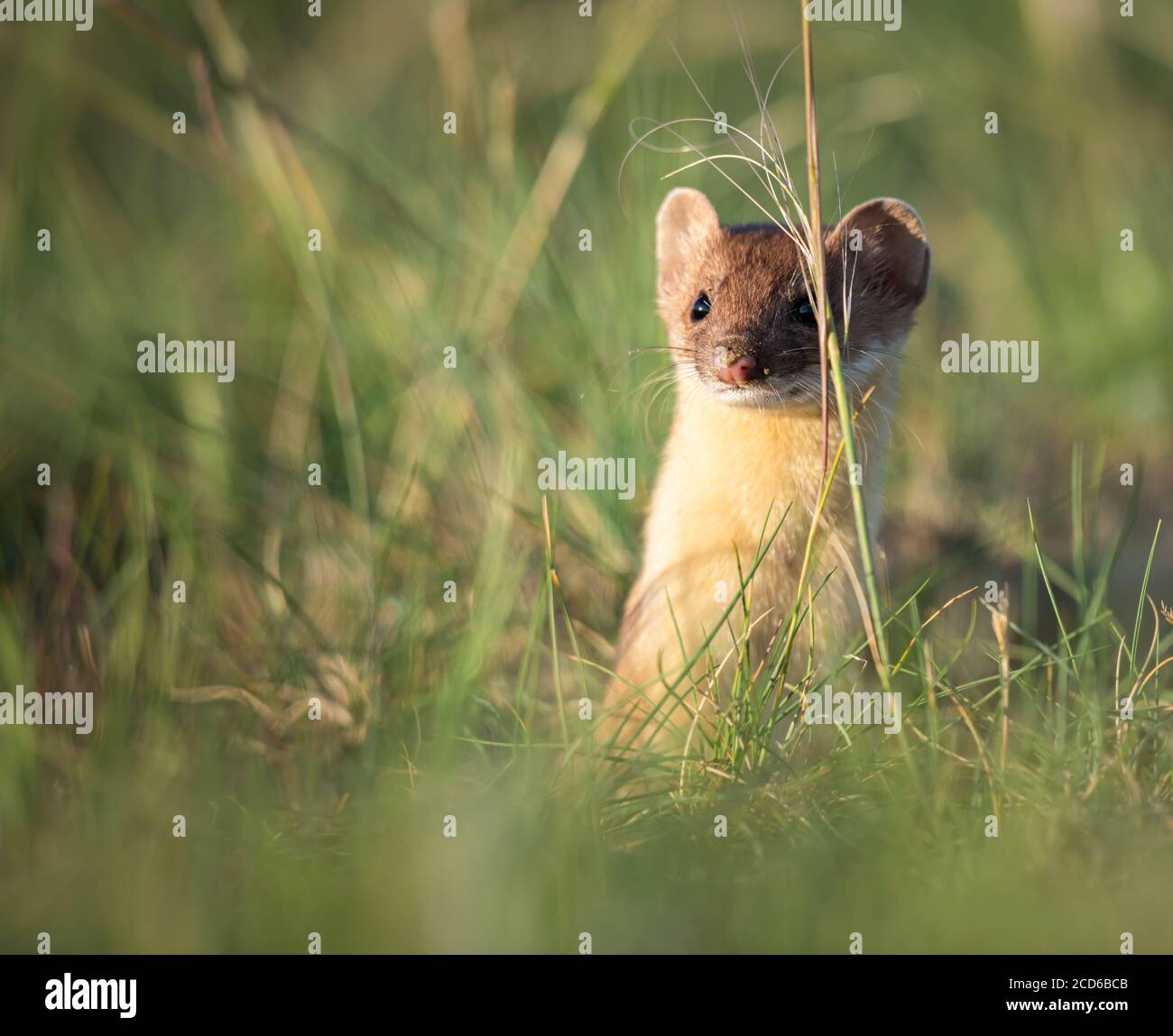 Long tailed weasel in the prairies Stock Photo - Alamy