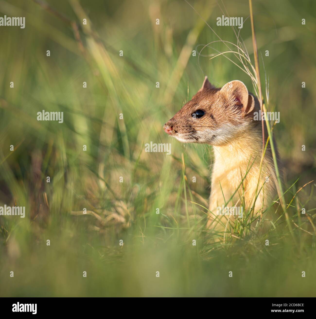Long tailed weasel Stock Photo - Alamy