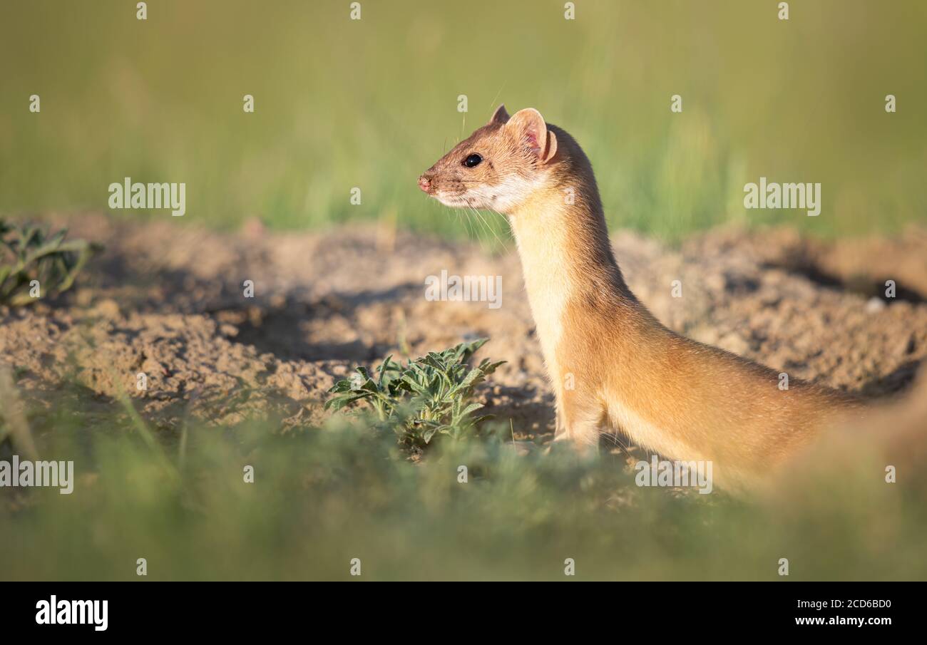 Long tailed weasel Stock Photo - Alamy