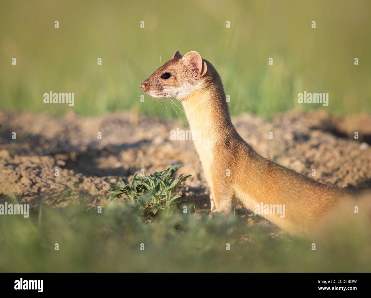 Long tailed weasel hi-res stock photography and images - Alamy