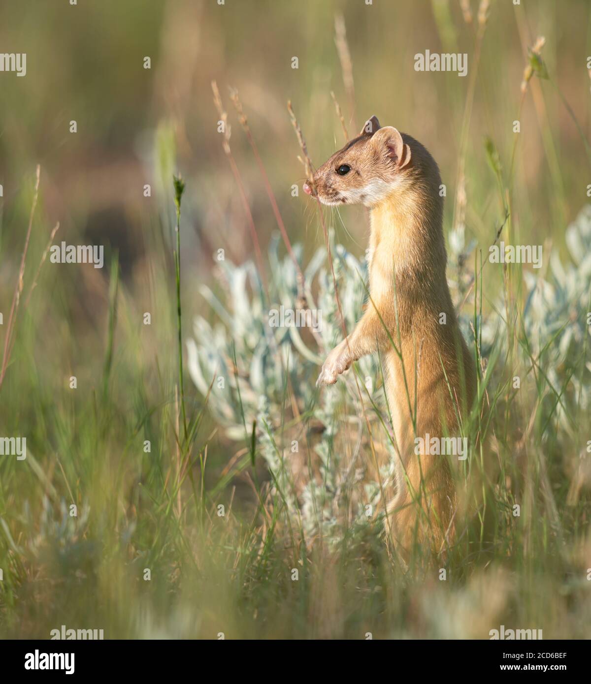 Long tailed weasel Stock Photo - Alamy