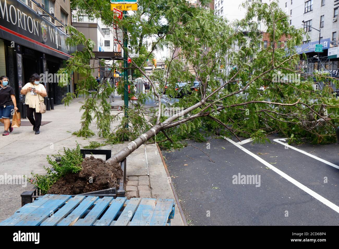 Toppled tree hi-res stock photography and images - Alamy