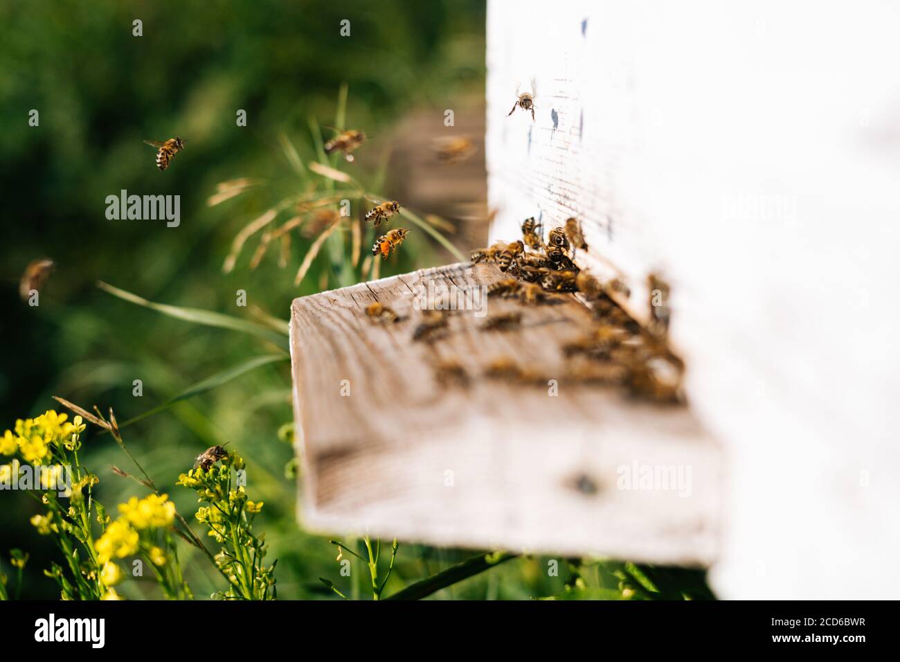 Side view of close-up swarm of honey bees carrying pollen to beehive in ...
