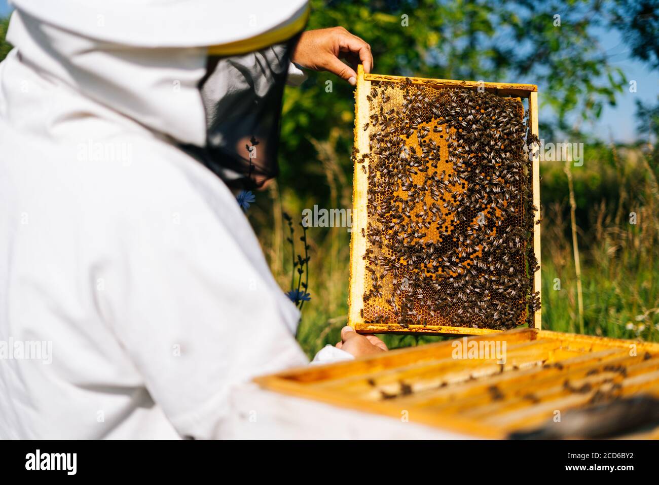 Back view beekeeper checking hi-res stock photography and images - Alamy