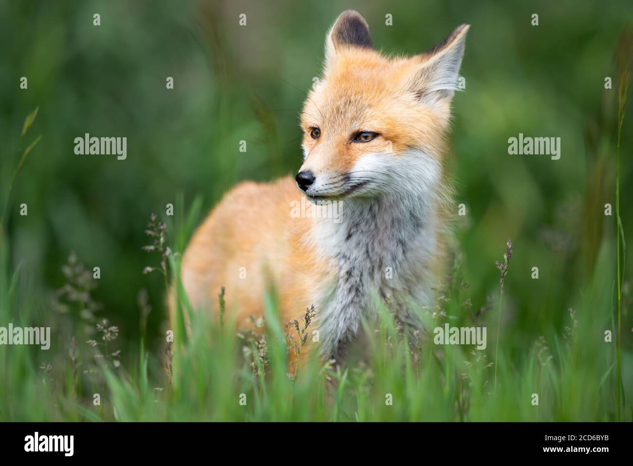 Red fox kit in the wild Stock Photo - Alamy