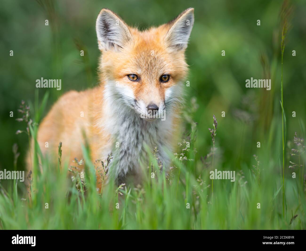 Red fox kit in the wild Stock Photo - Alamy