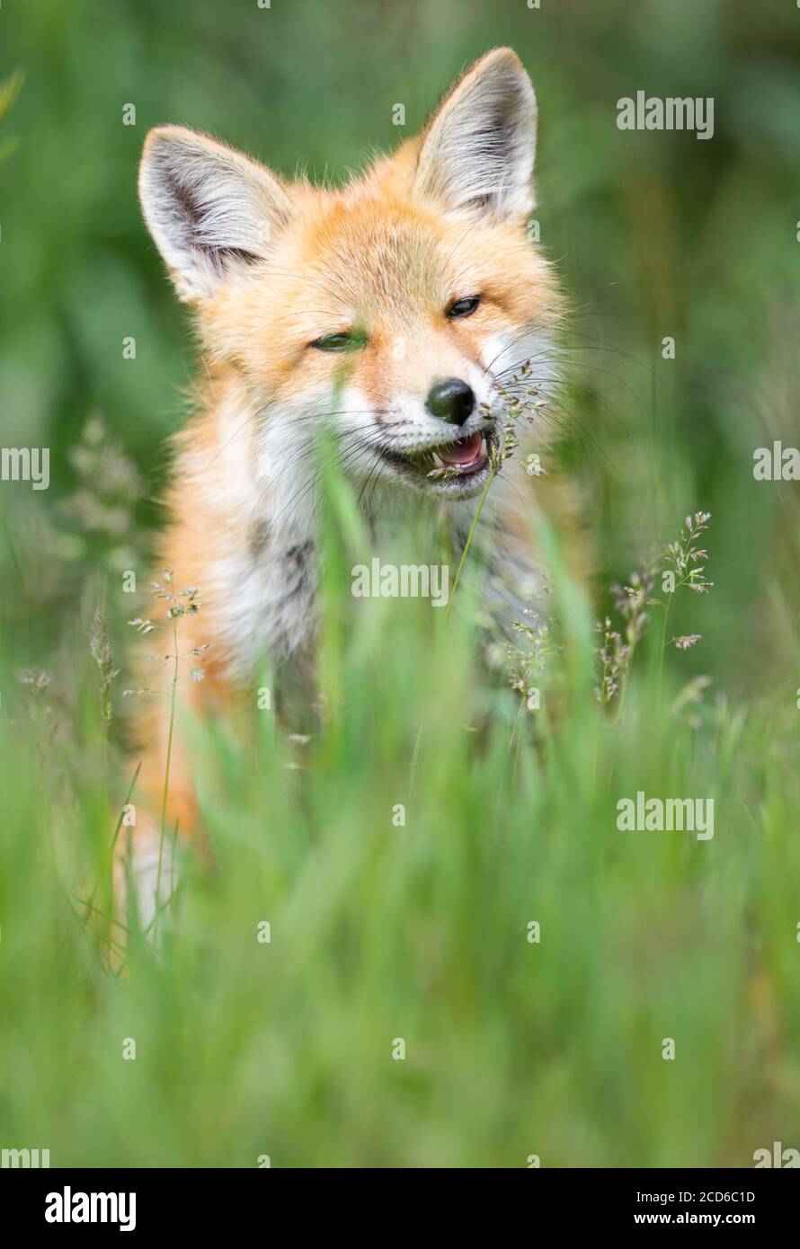 Red fox kit in the wild Stock Photo - Alamy