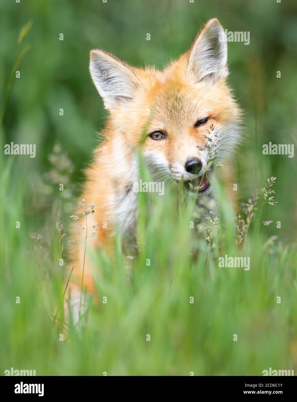 Red fox kit in the wild Stock Photo - Alamy