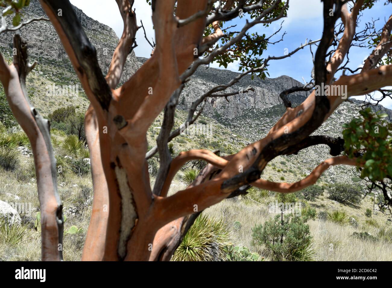 Mystical cliff and distorted red tree. Distorted pine tree with red ...