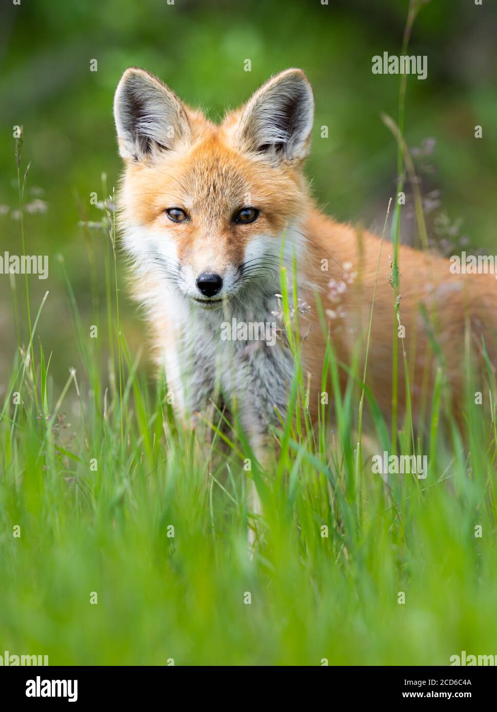 Red fox kit in the wild Stock Photo - Alamy