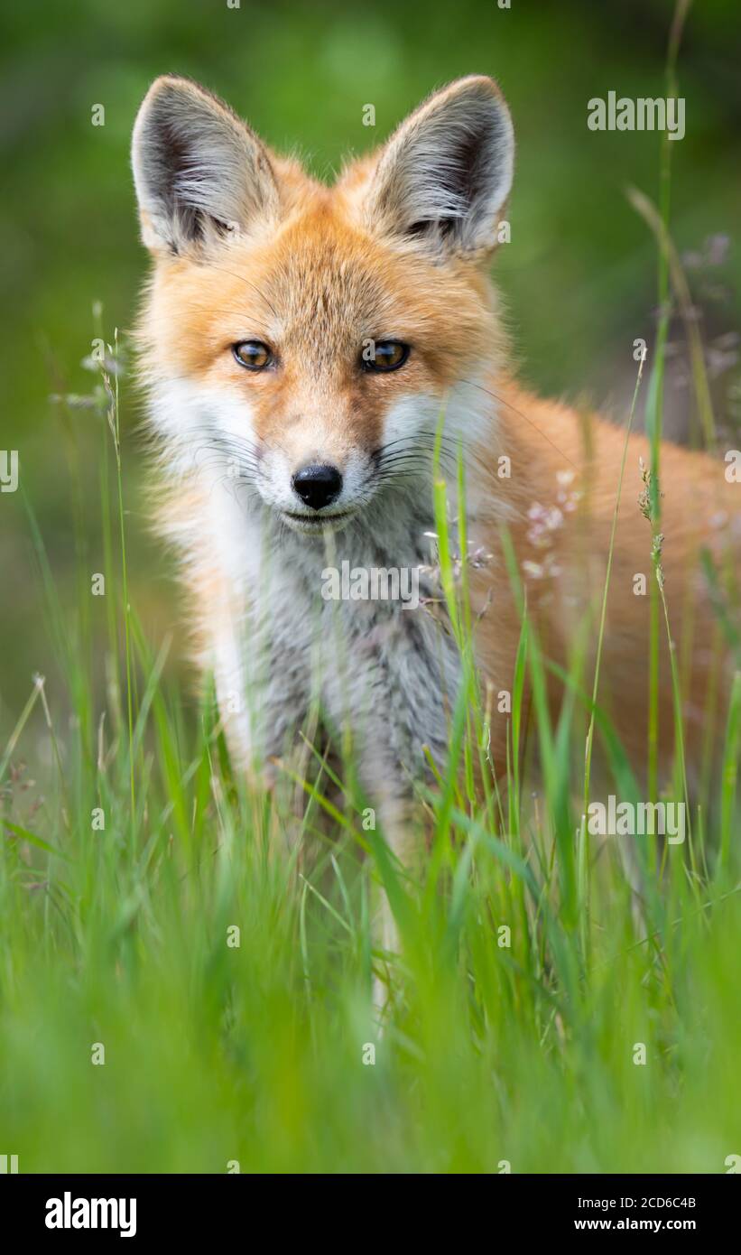 Red fox kit in the wild Stock Photo - Alamy