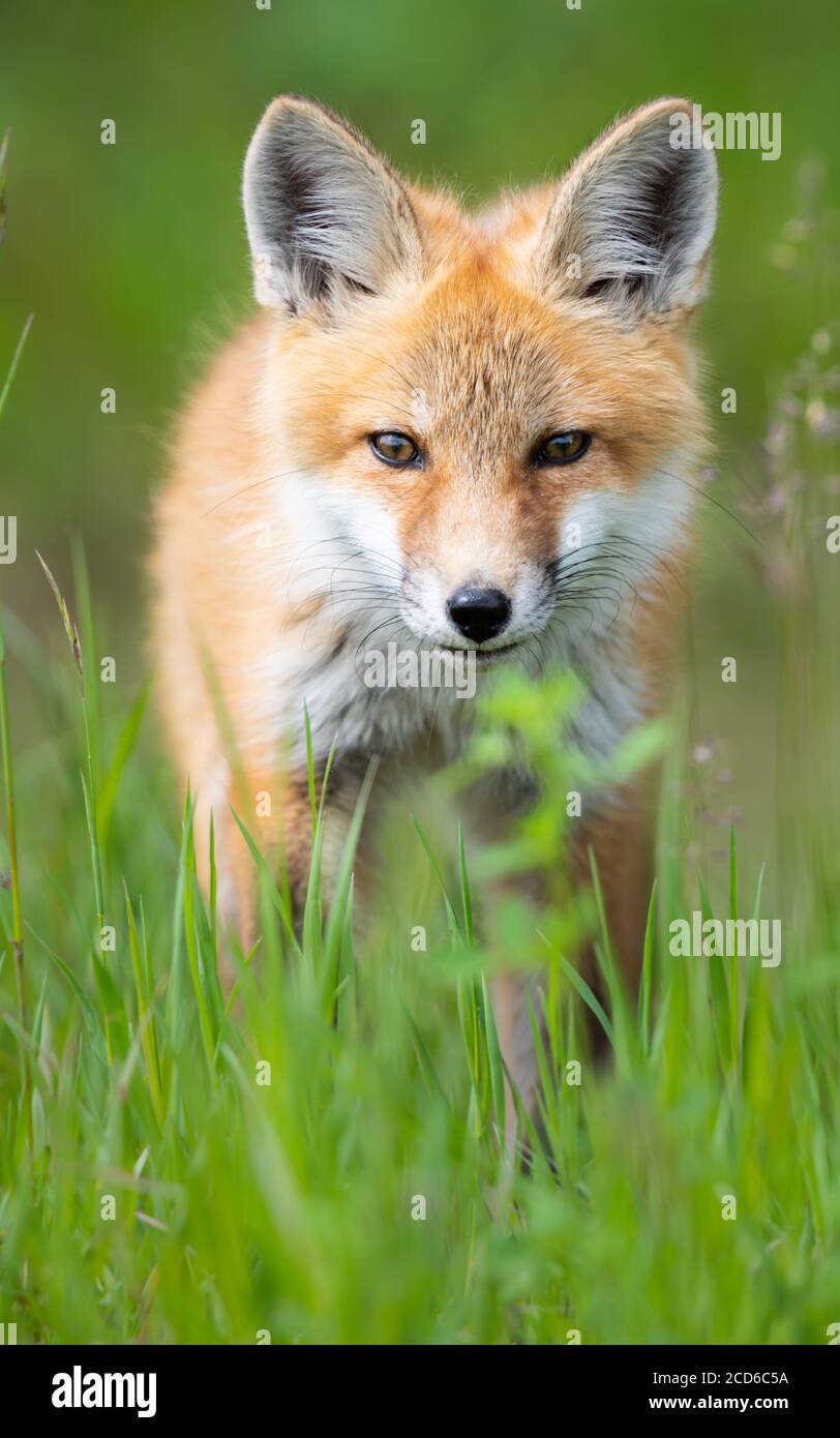 Red fox kit in the wild Stock Photo - Alamy