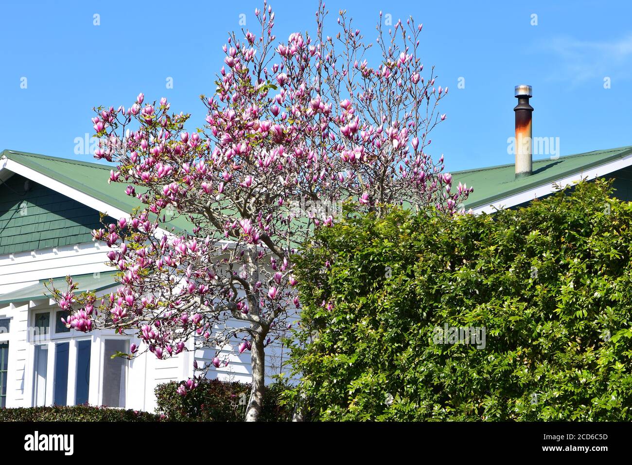 Small tree with large pink and purple flowers at hedges in front of ...