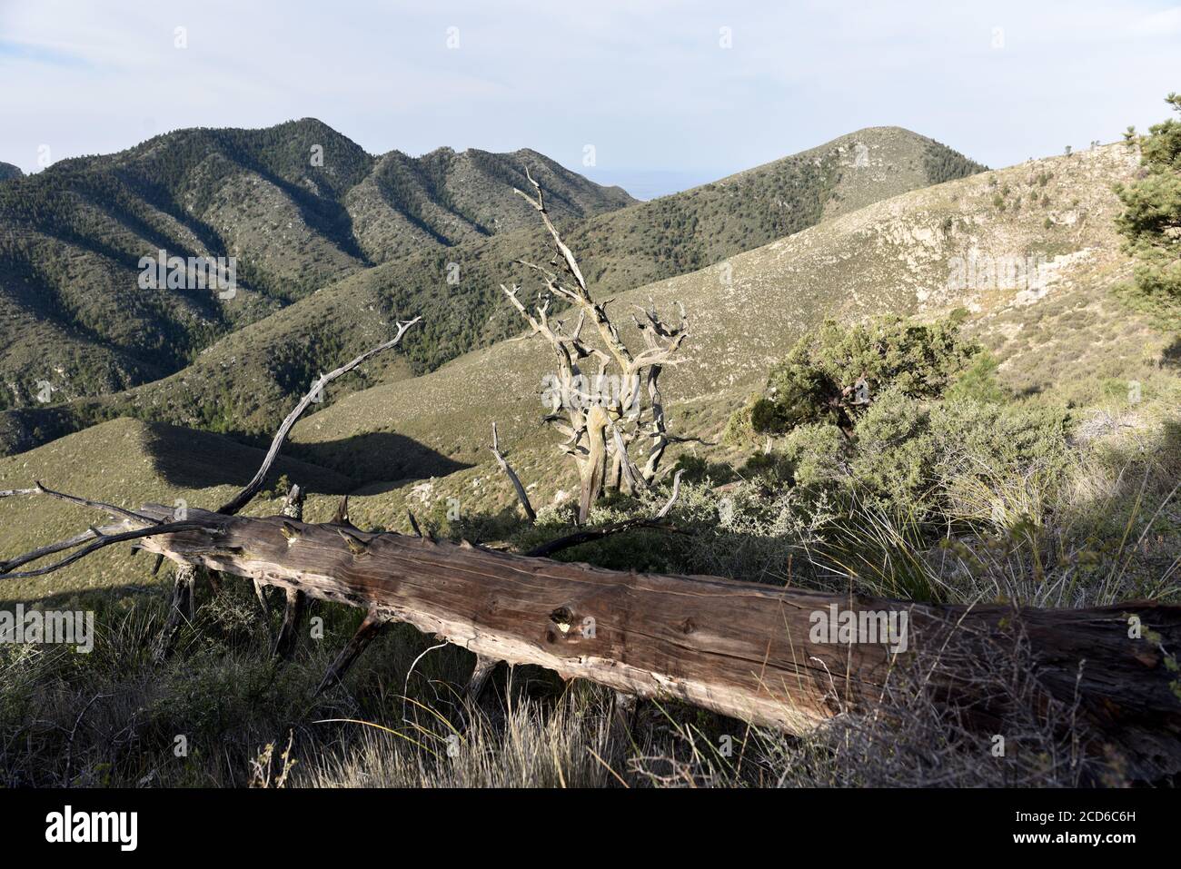 Tree struck by lightning hi-res stock photography and images - Alamy