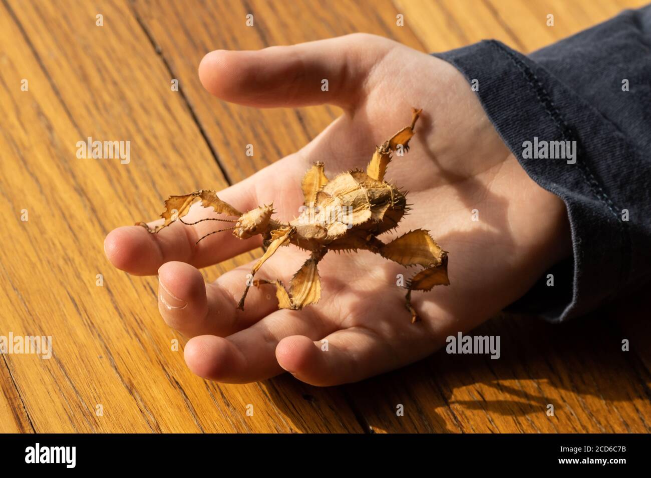 Boy holding a spiny leafy stick insect Stock Photo - Alamy