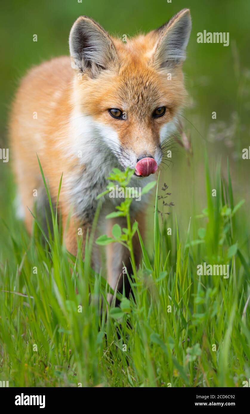 Red fox kit in the wild Stock Photo - Alamy