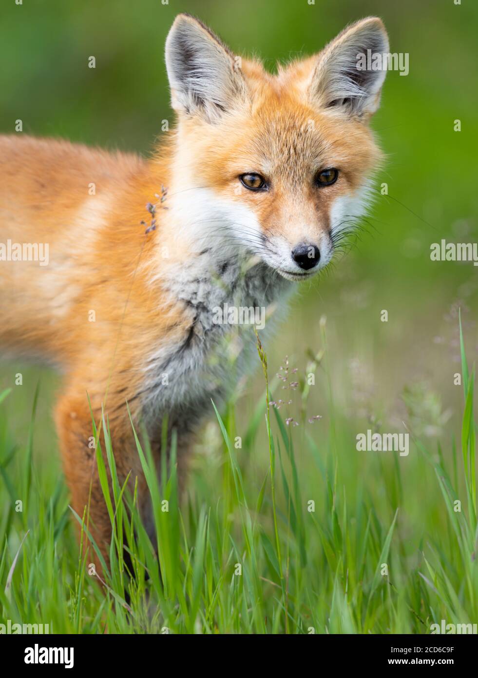 Red fox kit in the wild Stock Photo - Alamy