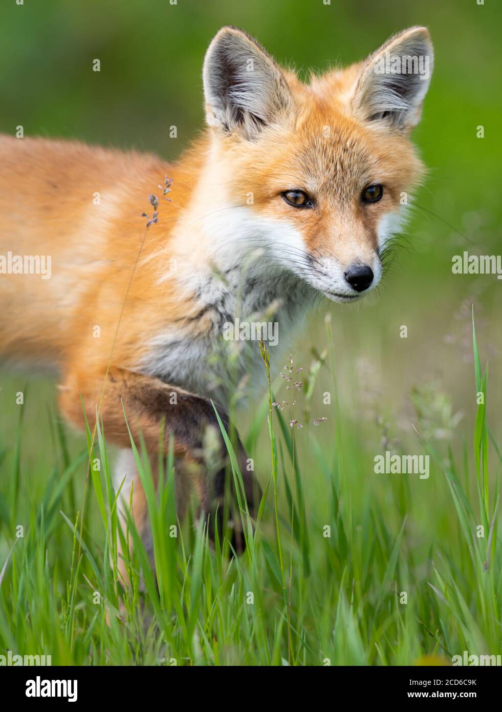 Red fox kit in the wild Stock Photo - Alamy