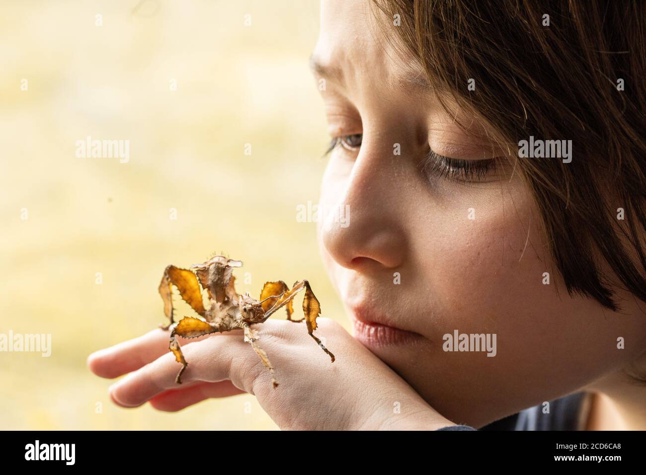 Boy holding a spiny leafy stick insect Stock Photo - Alamy