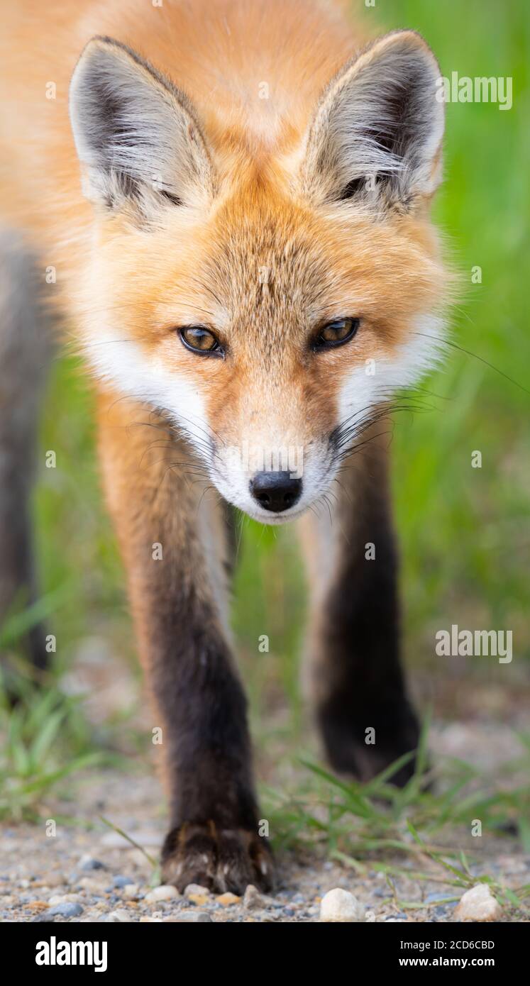 Red fox kit in the wild Stock Photo - Alamy