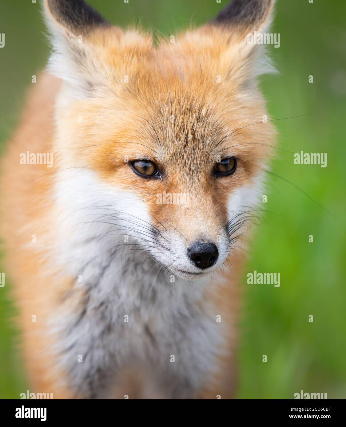 Red fox kit in the wild Stock Photo - Alamy