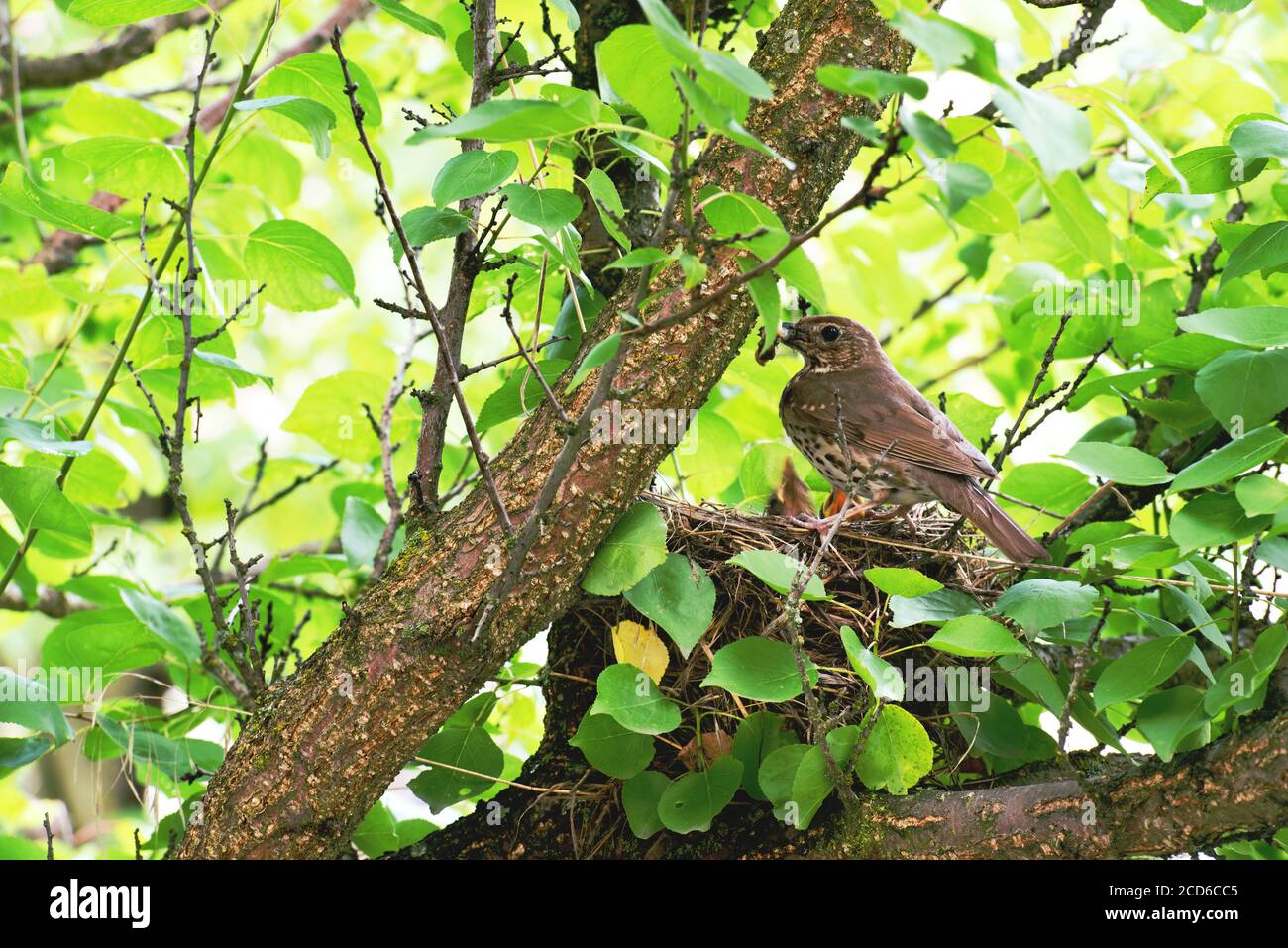 Songbird with nestlings hi-res stock photography and images - Alamy