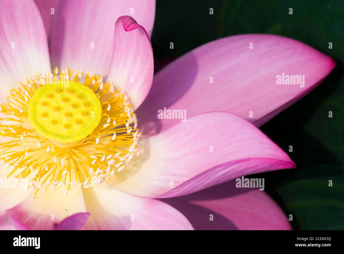 Beautiful lotus flower in the garden Stock Photo - Alamy