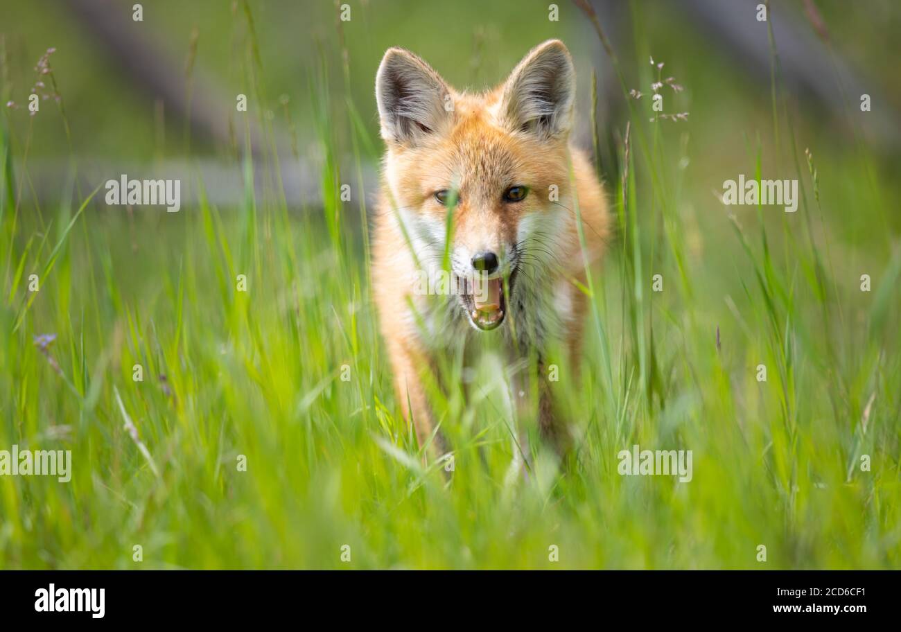 Red fox kit in the wild Stock Photo - Alamy