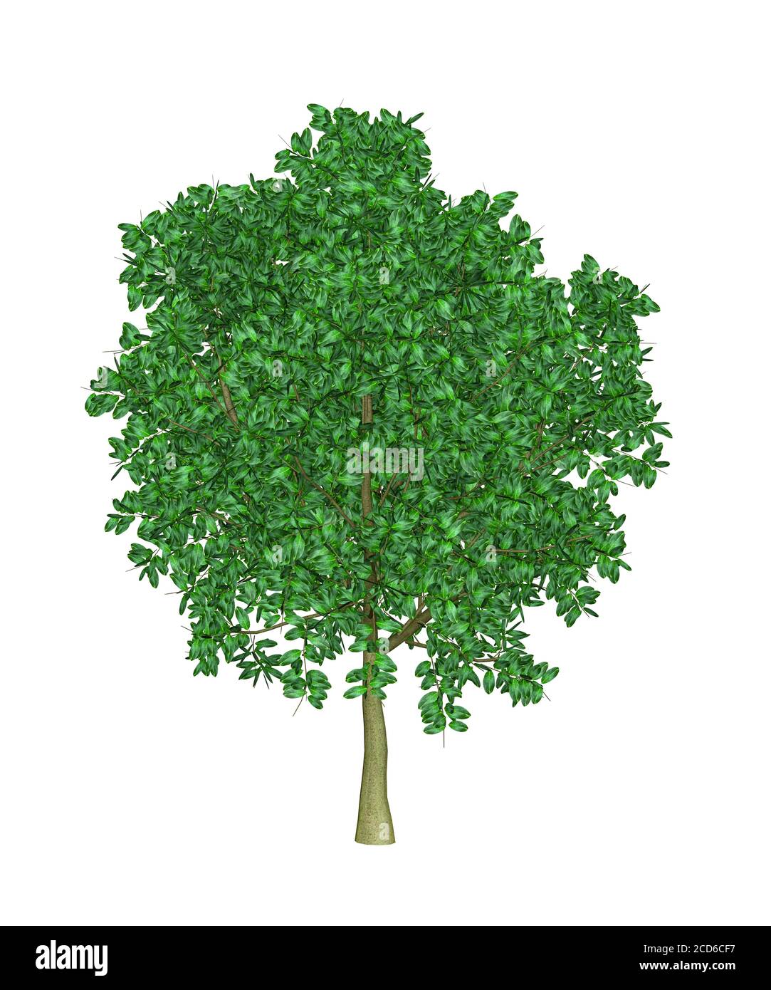 Cherry tree isolated on white background - 3d render Stock Photo - Alamy