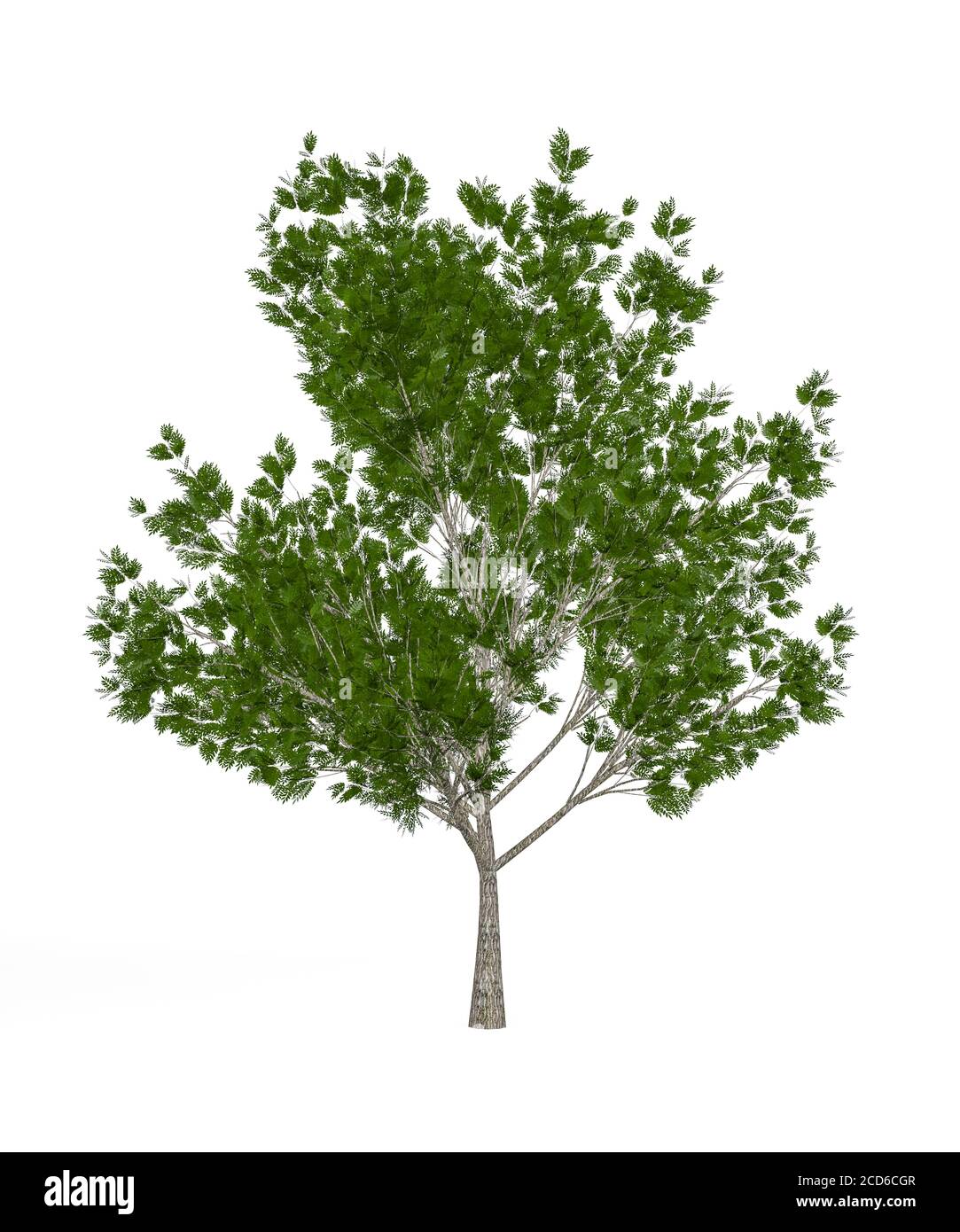 European ash tree isolated on white background - 3d render Stock Photo ...