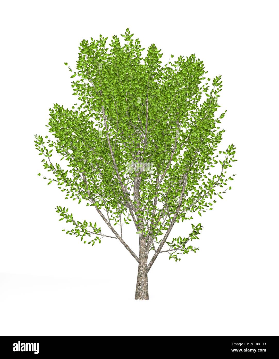 Hazel tree isolated on white background - 3d render Stock Photo - Alamy
