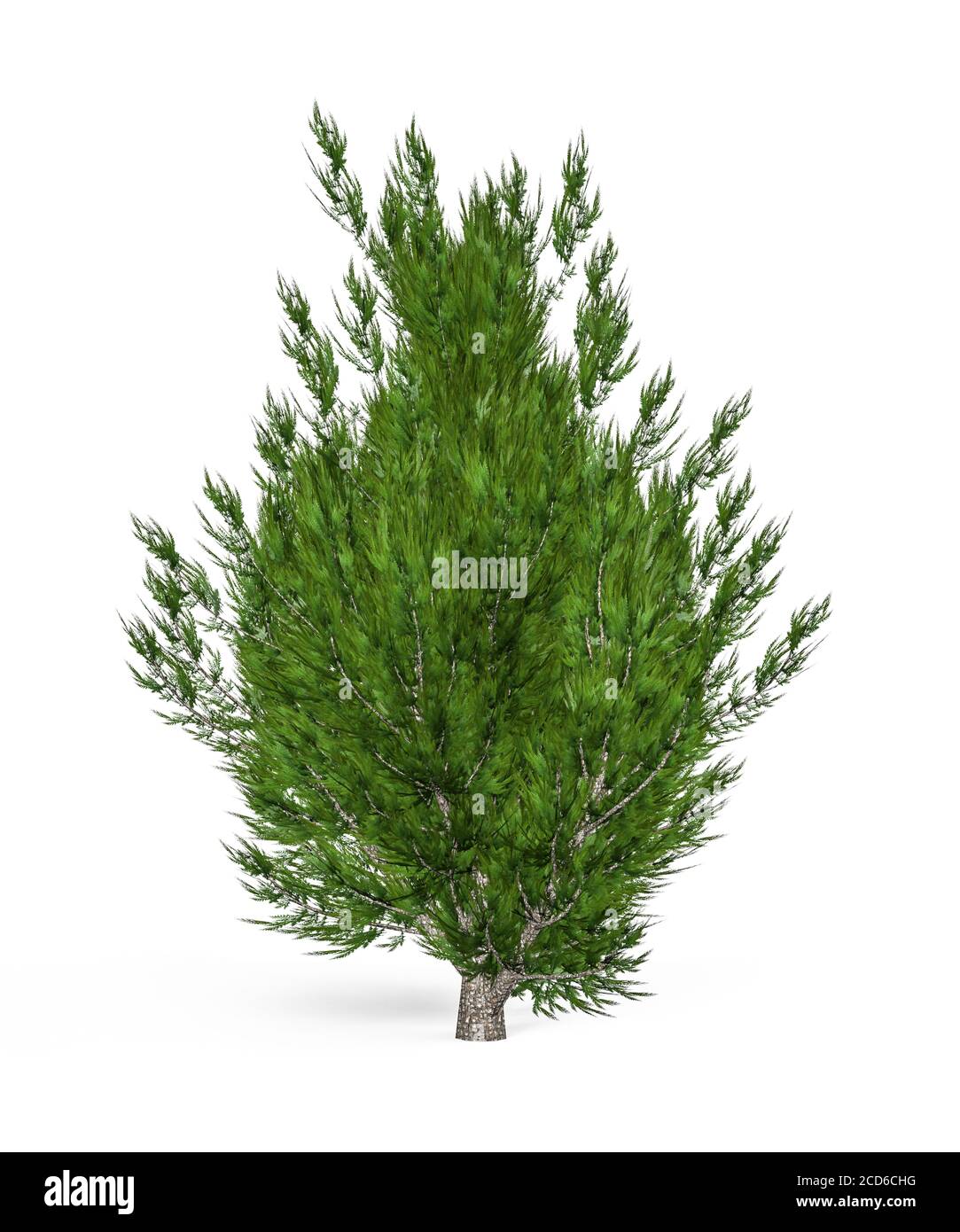 Juniper tree common isolated on white background - 3d render Stock ...